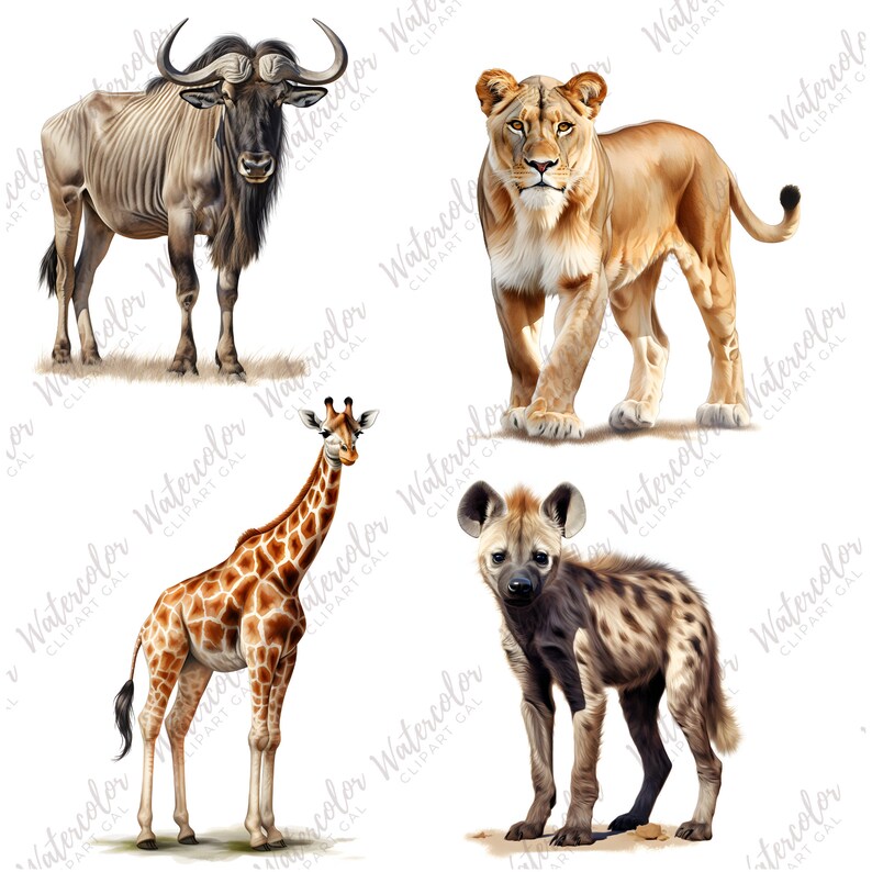Safari Animal Clipart Watercolor Bundle Safari Animal PNG - Etsy