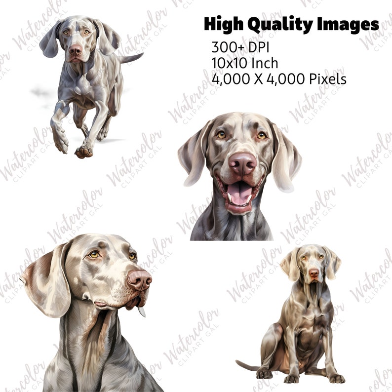 Weimaraner Clipart Watercolor Bundle | Dog Portrait | Weimaraner PNG ...