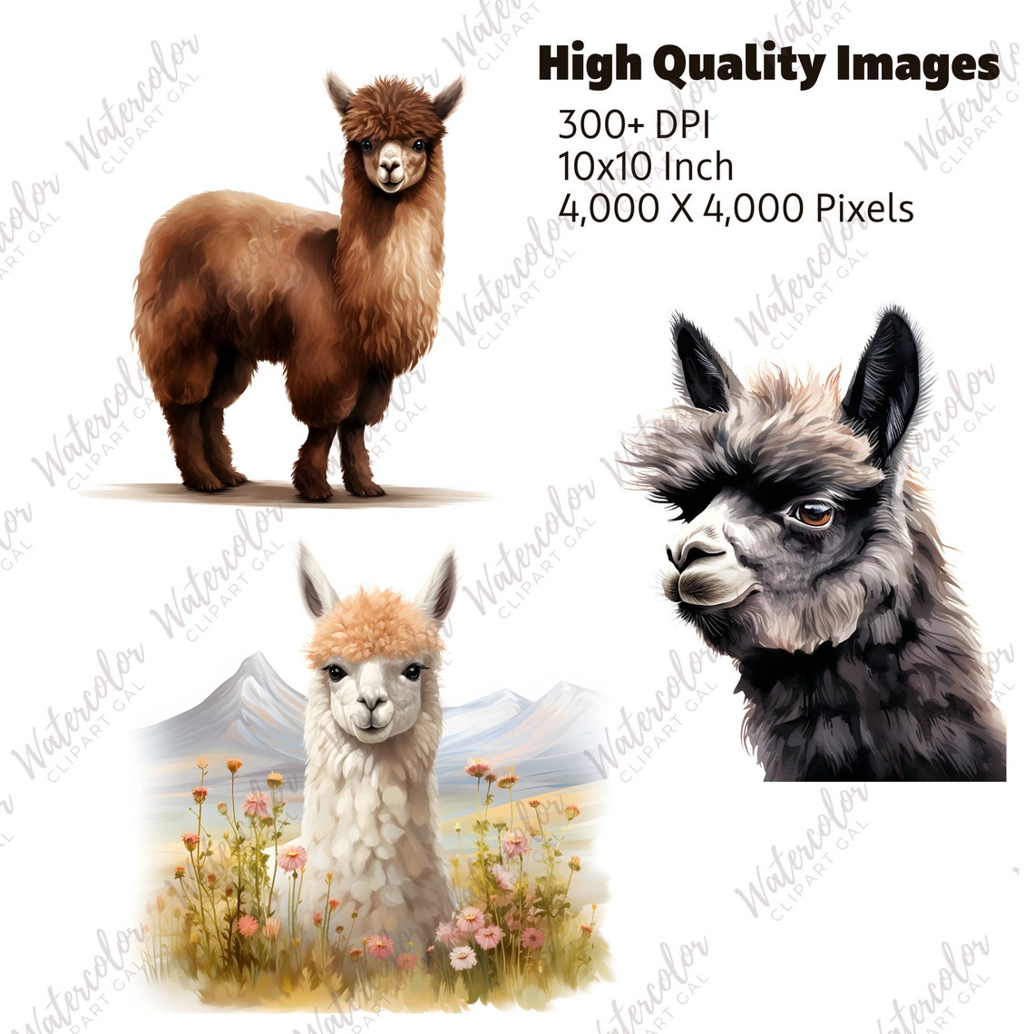 Alpaca Clipart PNG Watercolor Bundle | Cute Animal Clipart | Barnyard ...