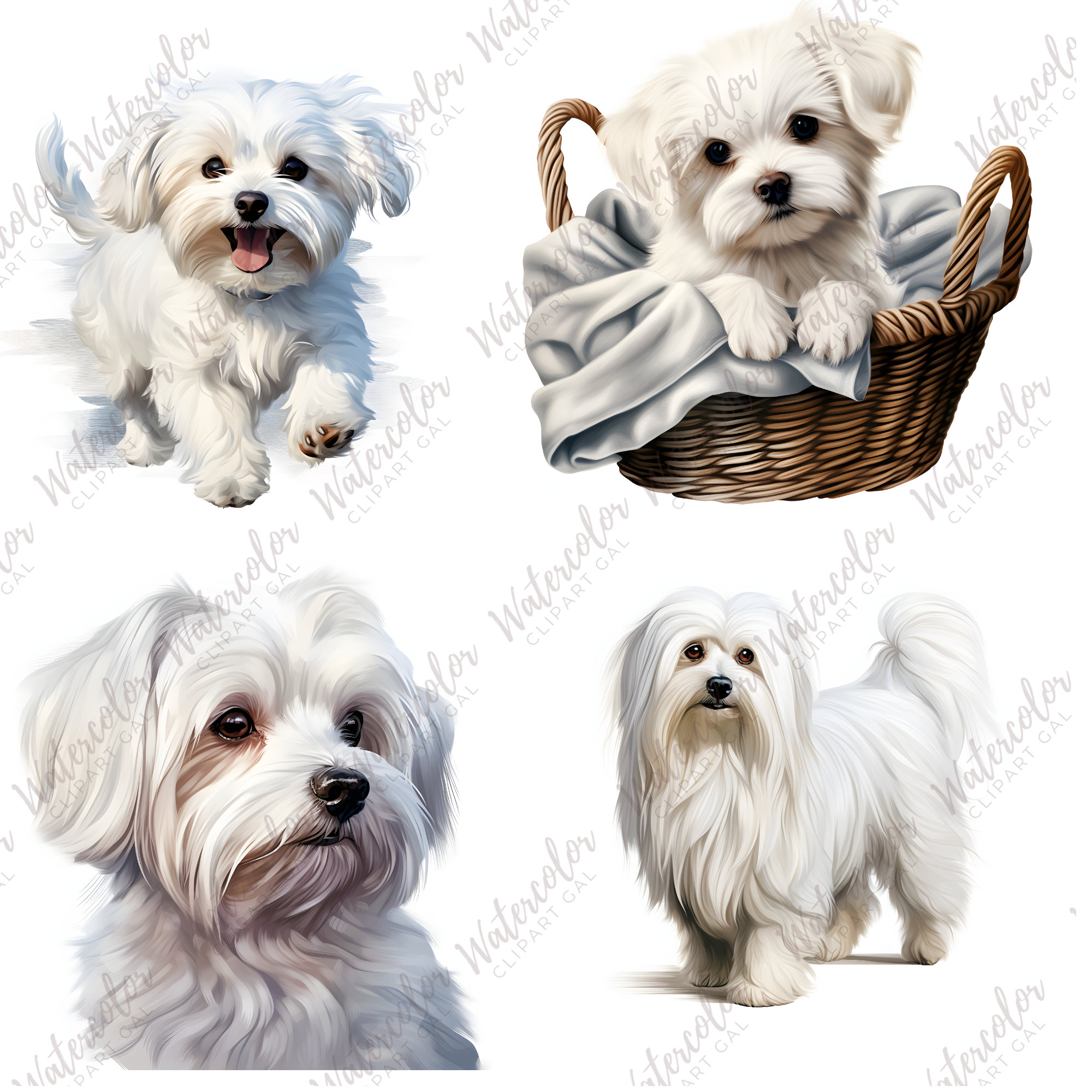 Maltese Clipart Watercolor Bundle | Dog Portrait | Maltese PNG | Junk ...