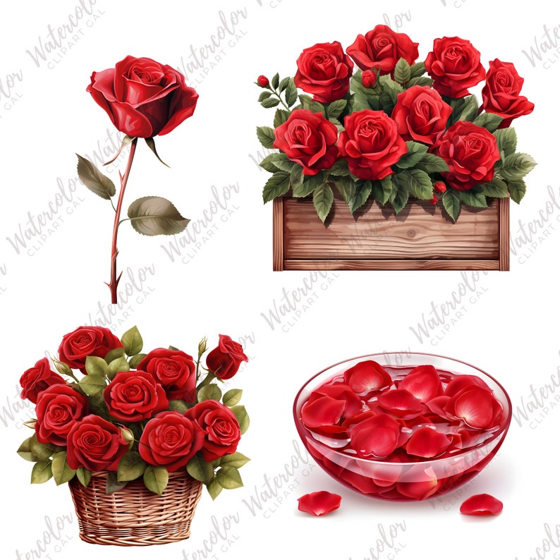 Red Rose Clipart PNG Watercolor Bundle Valentine's Day Clipart Floral ...