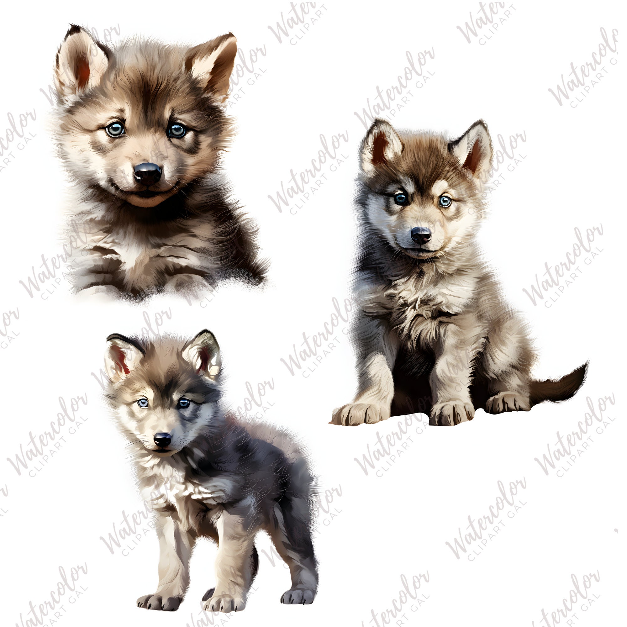 Baby Wolf Clipart PNG Watercolor Bundle Baby Animals Clipart Baby Wolf ...