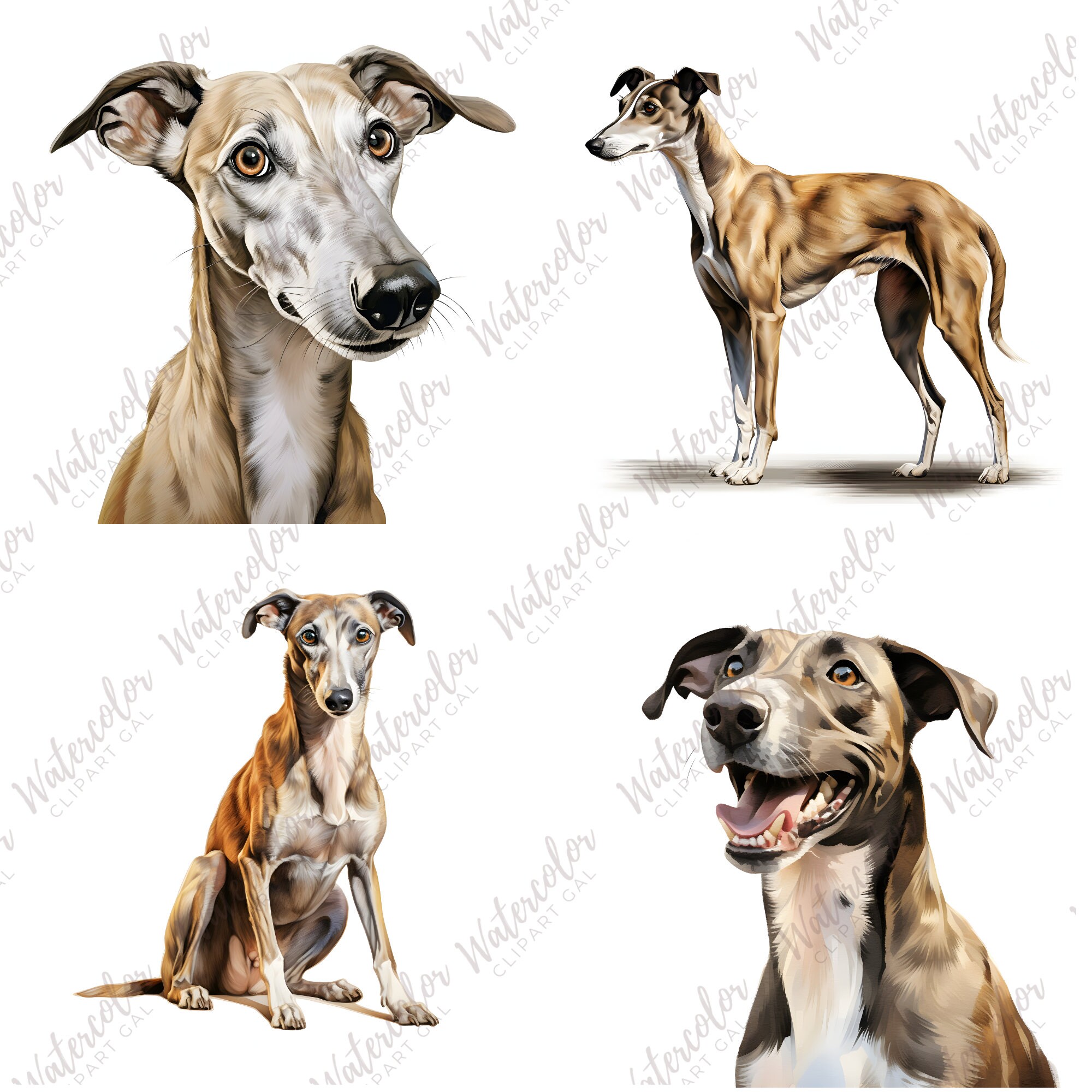 Greyhound Clipart Watercolor Bundle Dog Portrait Greyhound - Etsy