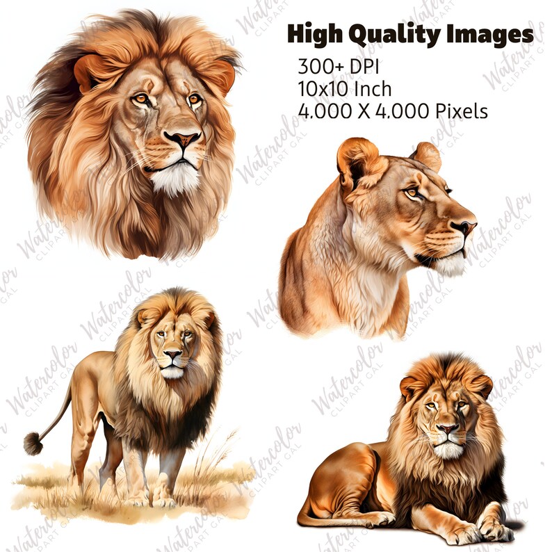 Lion Clipart Watercolor Bundle Safari Animal PNG Lioness PNG Clipart ...