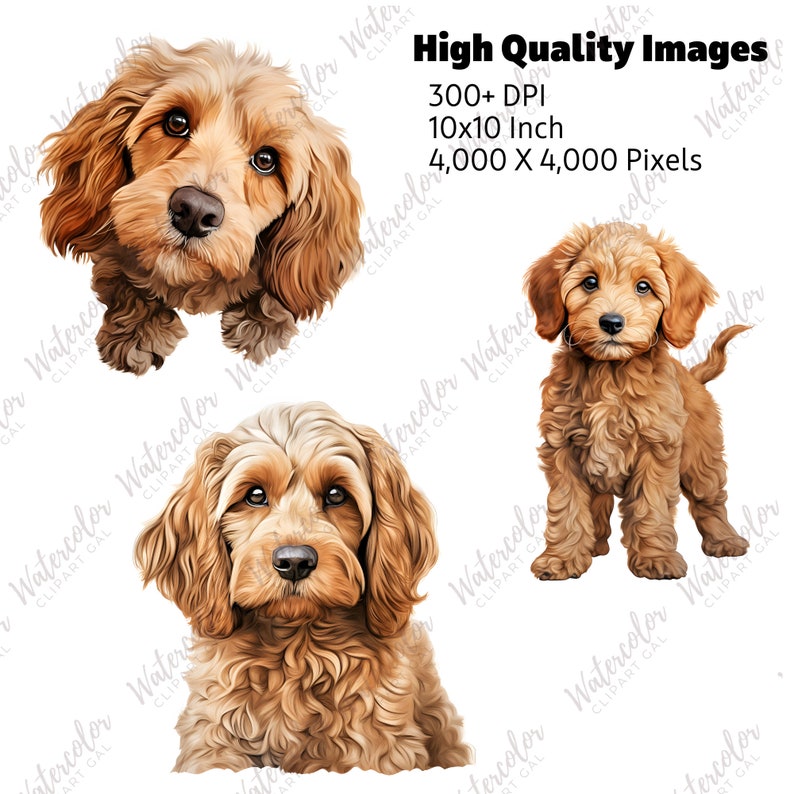 Cockapoo Clipart Watercolor Bundle Dog Portrait Cockapoo PNG Junk ...