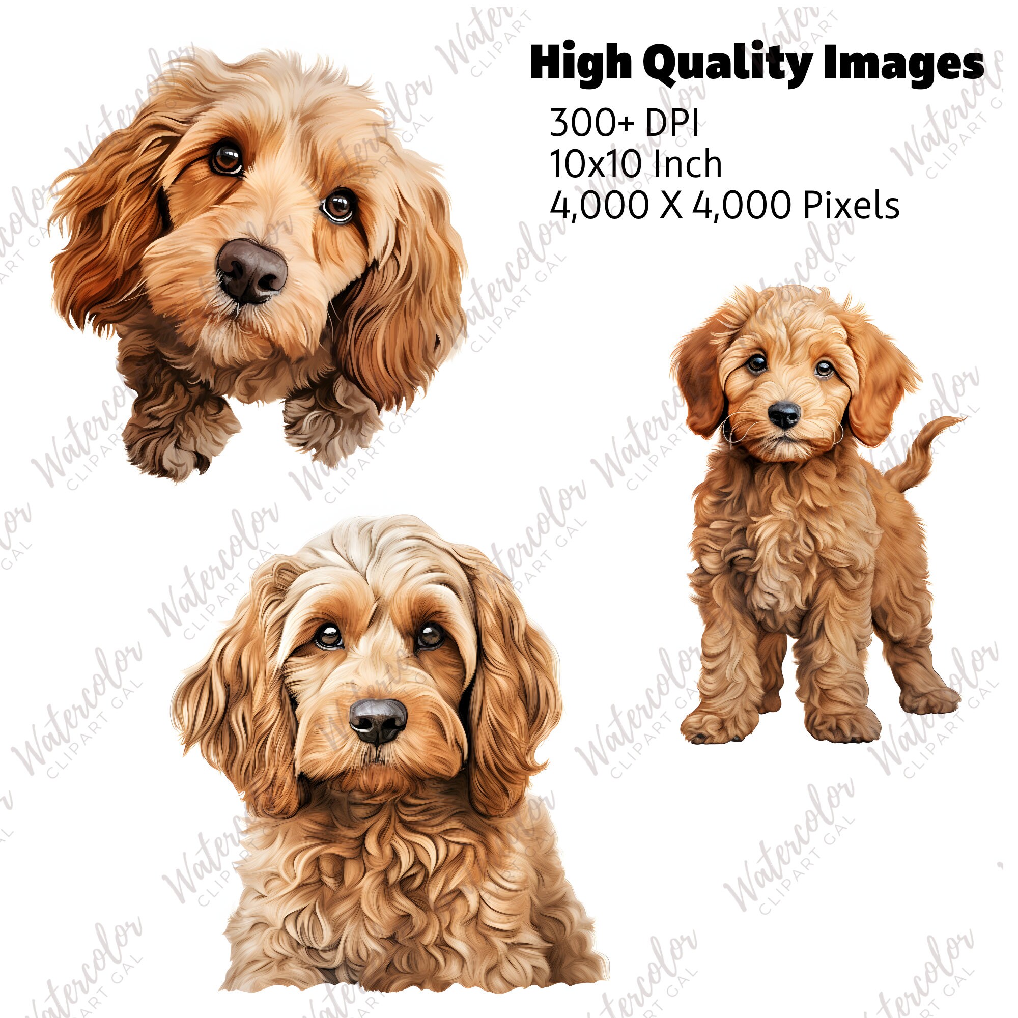 Cockapoo Clipart Watercolor Bundle Dog Portrait Cockapoo PNG Junk ...