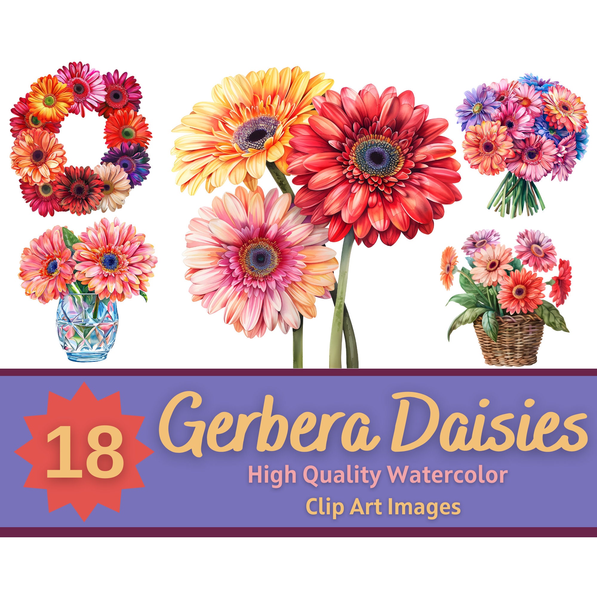 Gerbera Daisy Clipart Watercolor Bundle Gerbera Daisy PNG Flower ...