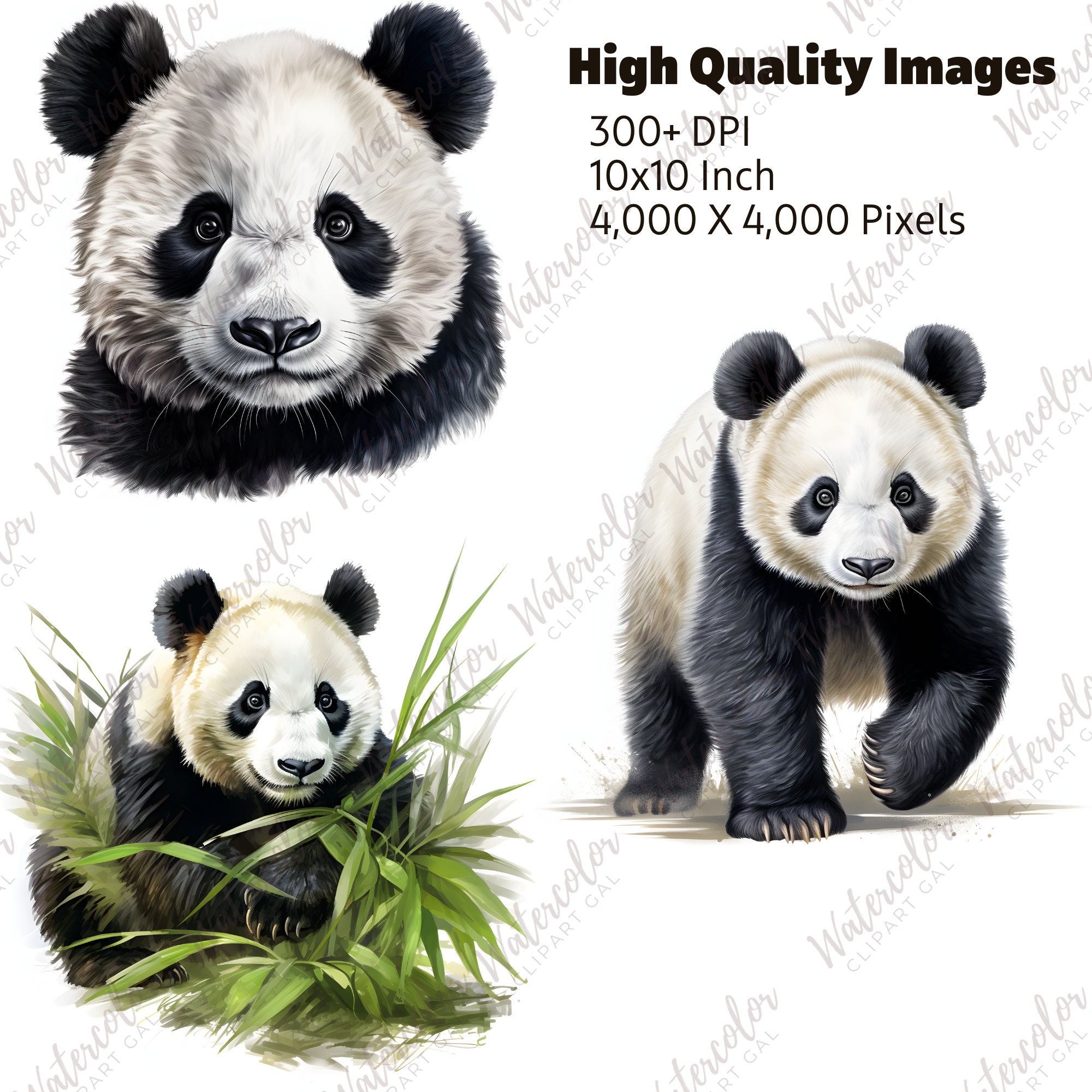 Cute Panda Clipart Watercolor Bundle Cute Panda PNG Cute - Etsy