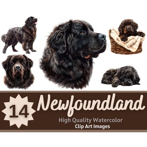 Newfoundland Dog Clipart Watercolor Bundle | Dog Portrait ...