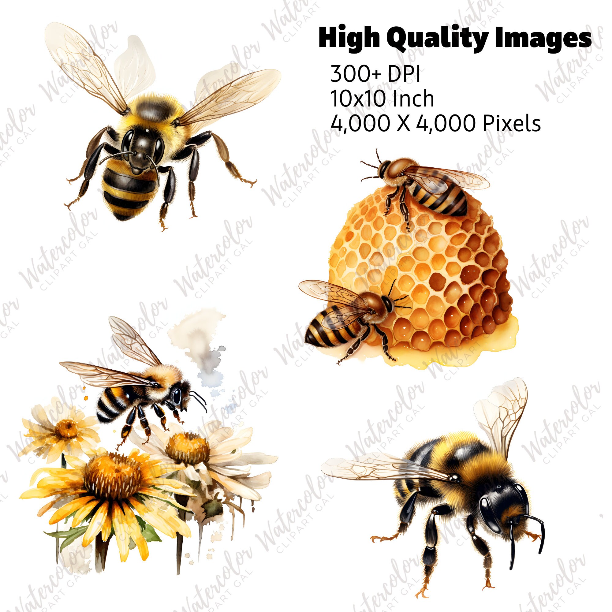 Honeybee Clipart PNG Watercolor Bundle Bumblebee Clipart Insect Clipart ...
