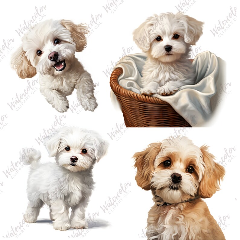 Maltipoo Clipart Watercolor Bundle Dog Portrait Maltipoo PNG Junk ...