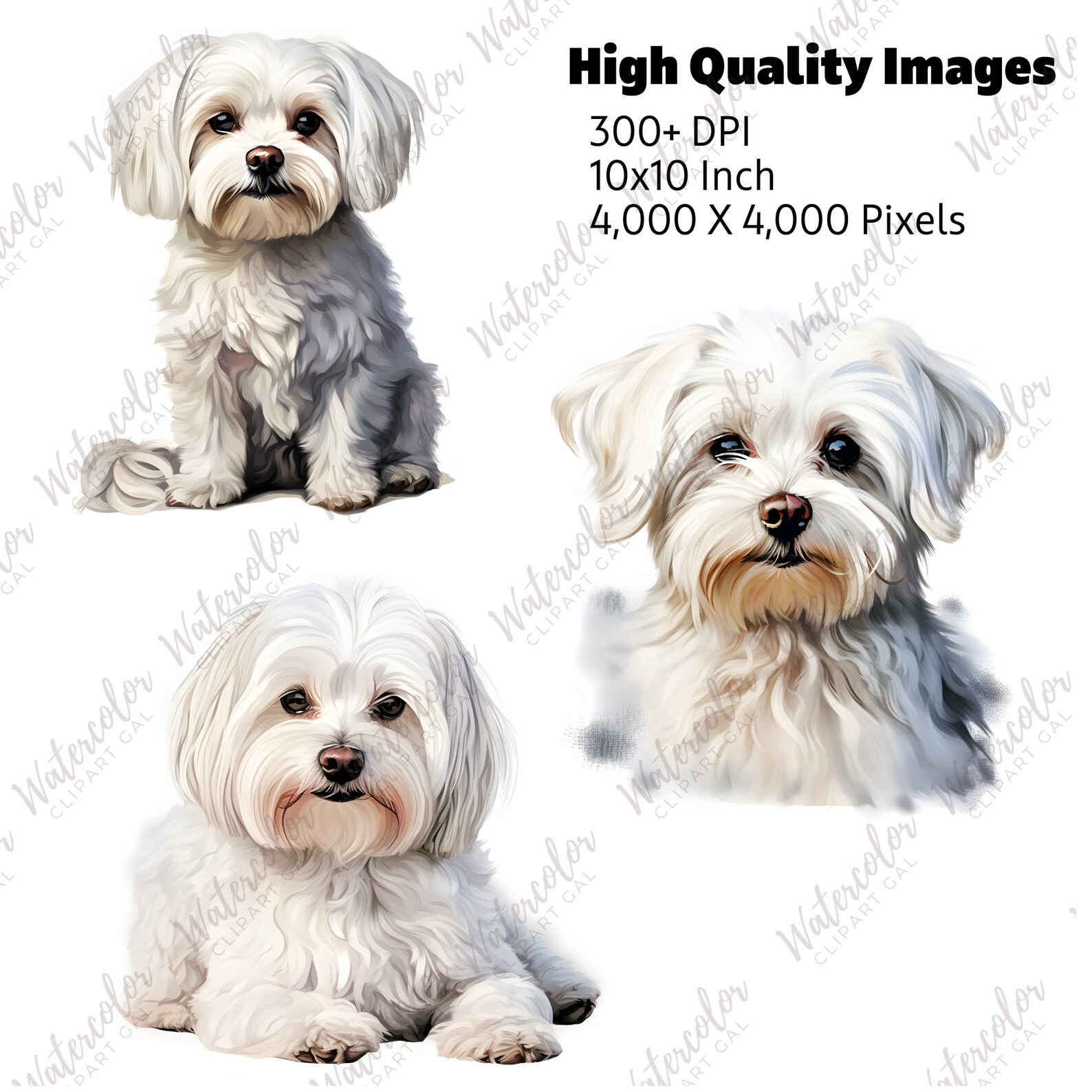 Maltese Clipart Watercolor Bundle | Dog Portrait | Maltese PNG | Junk ...