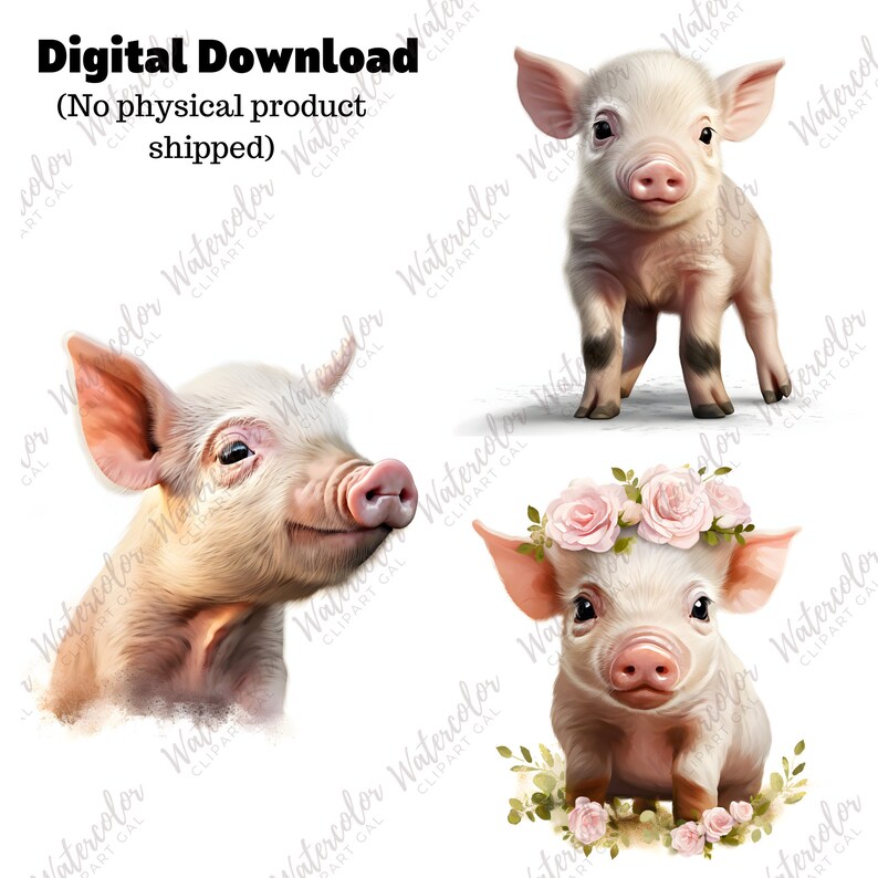 Baby Pig Clipart Watercolor Bundle Baby Pig PNG Baby Animals Clipart ...