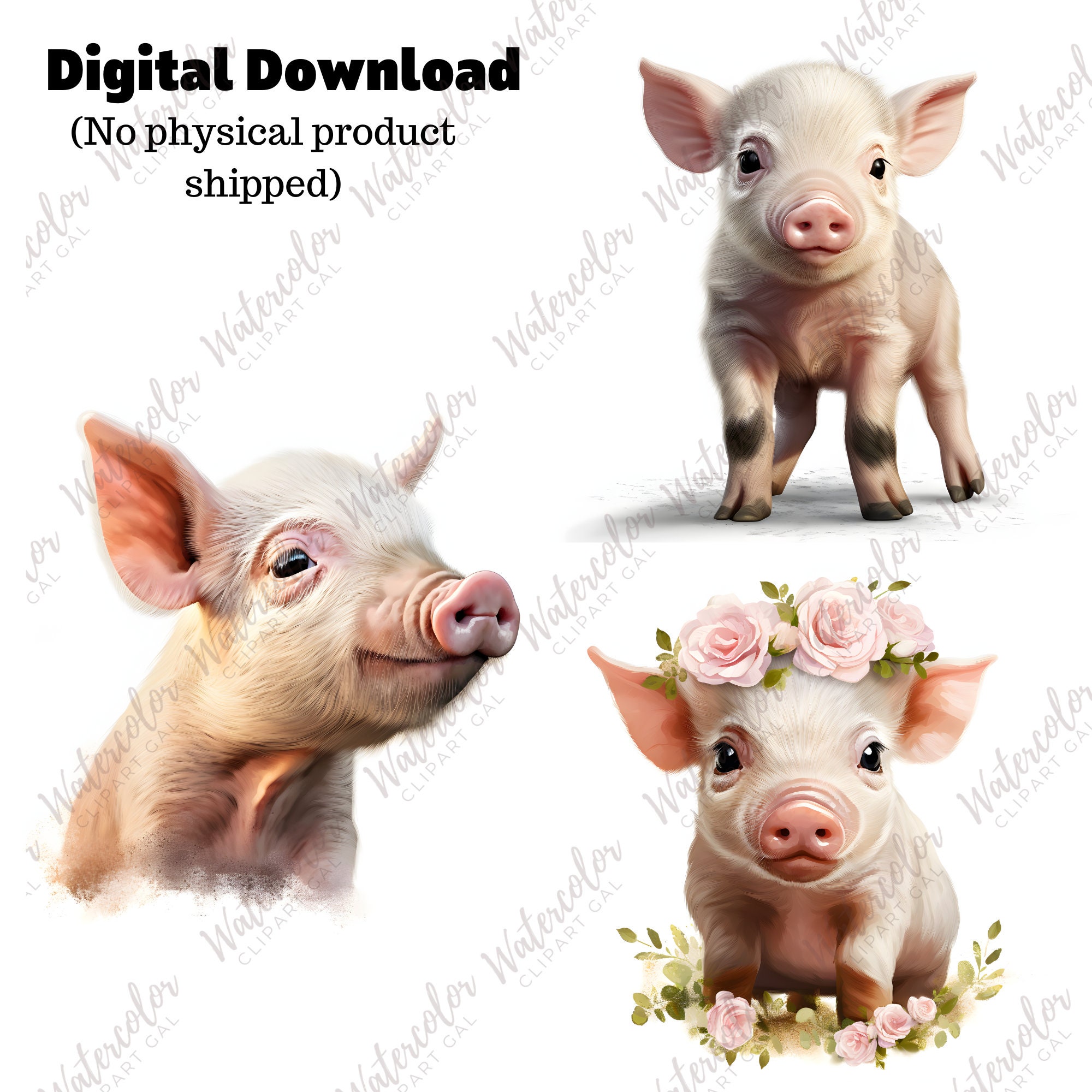 Baby Pig Clipart Watercolor Bundle Baby Pig PNG Baby Animals Clipart ...