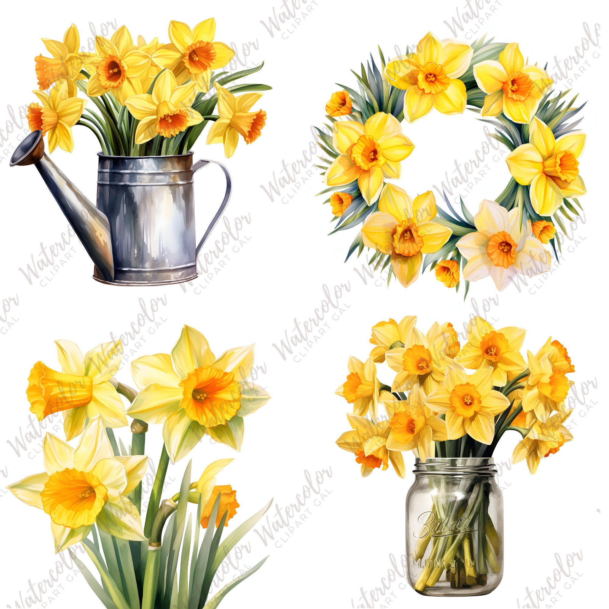 Daffodil Clipart PNG Watercolor Bundle | Daffodil PNG | Floral Clipart ...