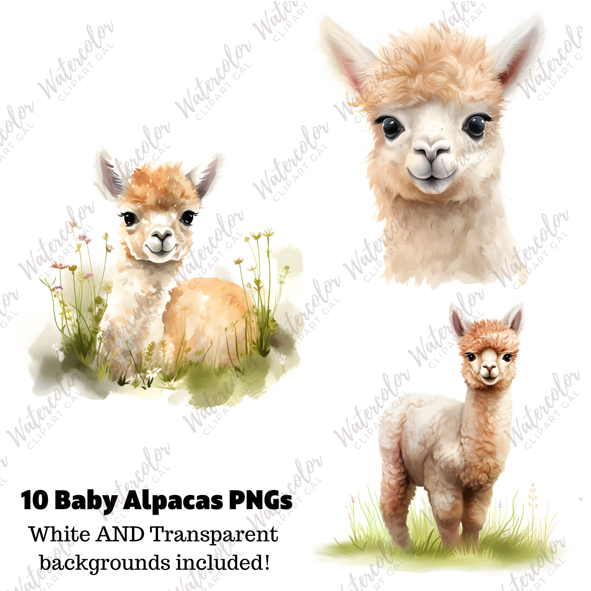 Baby Alpaca Clipart Watercolor Bundle | Baby Llama PNG | Baby Animals ...