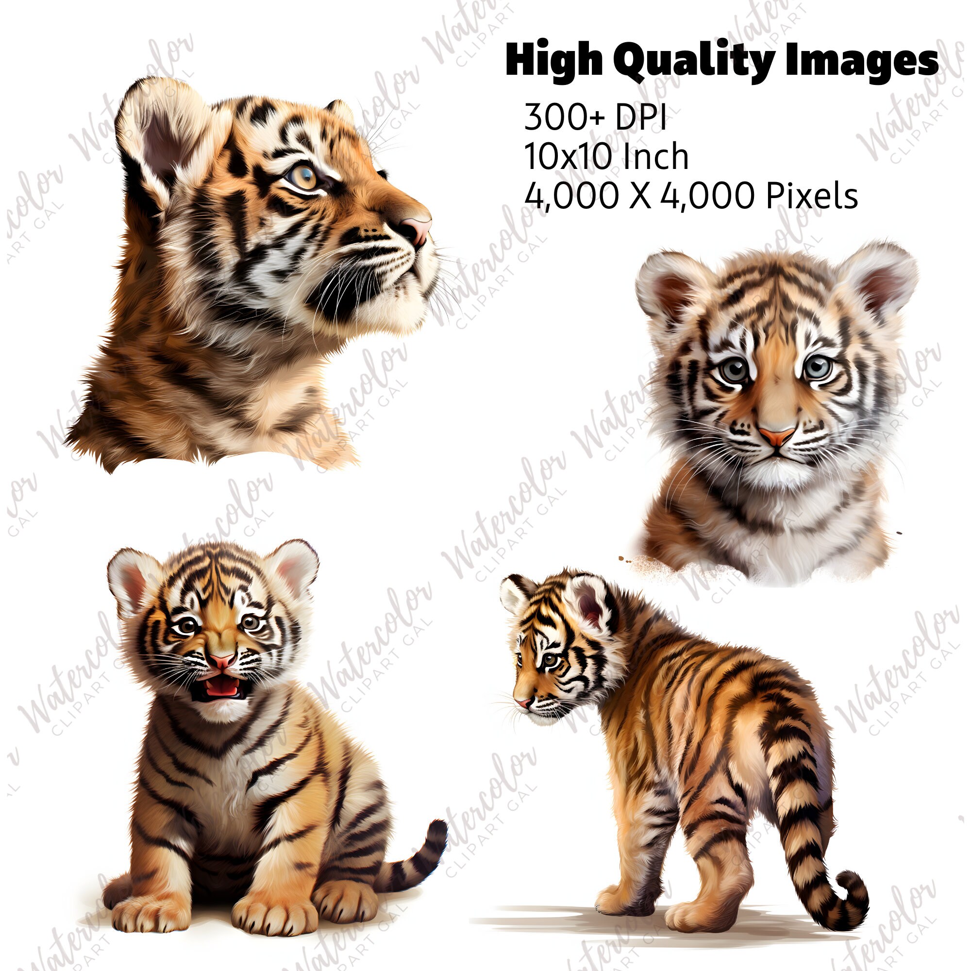 Baby Tiger PNG Clipart Watercolor Bundle Baby Animals Clipart Baby ...