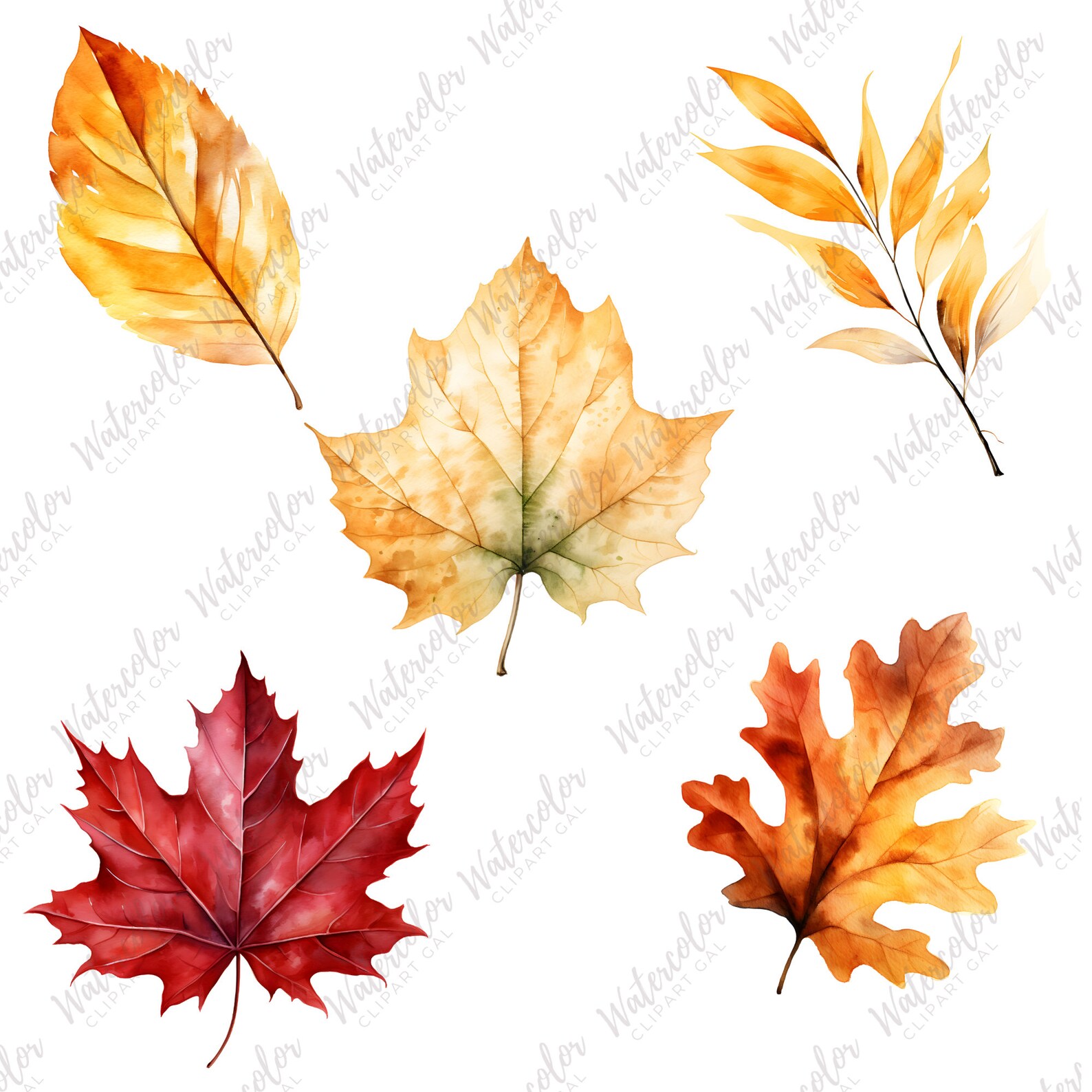 Autumn Leaves PNG Watercolor Bundle Fall Leaves Clipart - Etsy