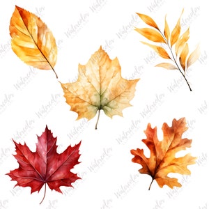 Autumn Leaves PNG Watercolor Bundle | Fall Leaves Clipart | Junk ...