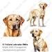 Yellow Labrador Clipart Watercolor Bundle | Dog Portrait | Yellow Lab ...