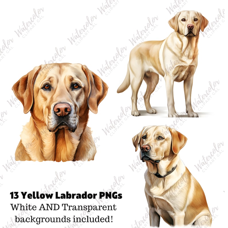 Yellow Labrador Clipart Watercolor Bundle Dog Portrait Yellow Lab PNG ...