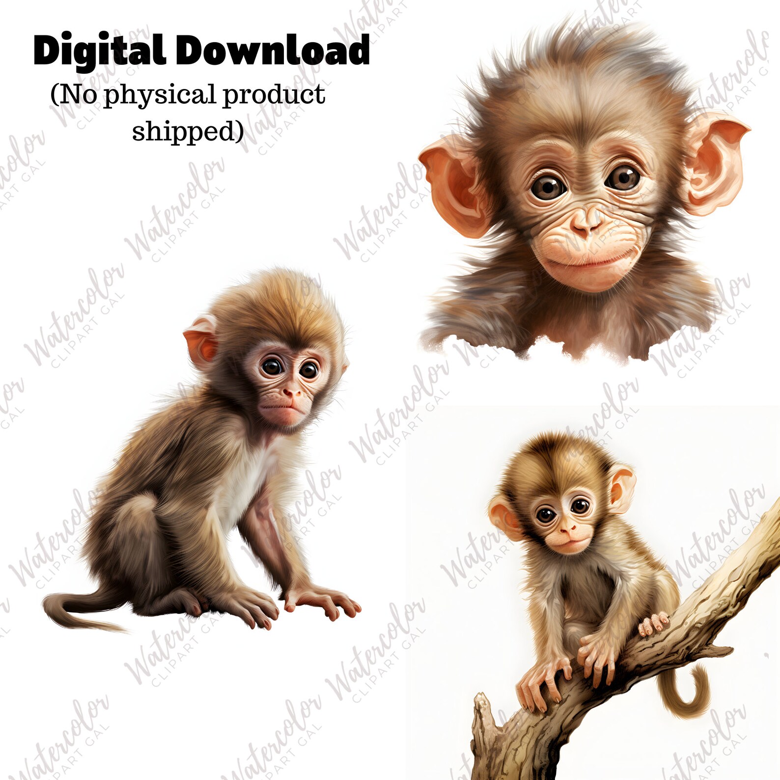 Baby Monkey PNG Clipart Watercolor Bundle Baby Animals Clipart Baby ...