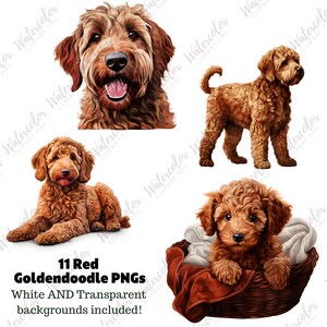 Red Goldendoodle PNG Clipart Watercolor Bundle | Dog Portrait | Golden ...