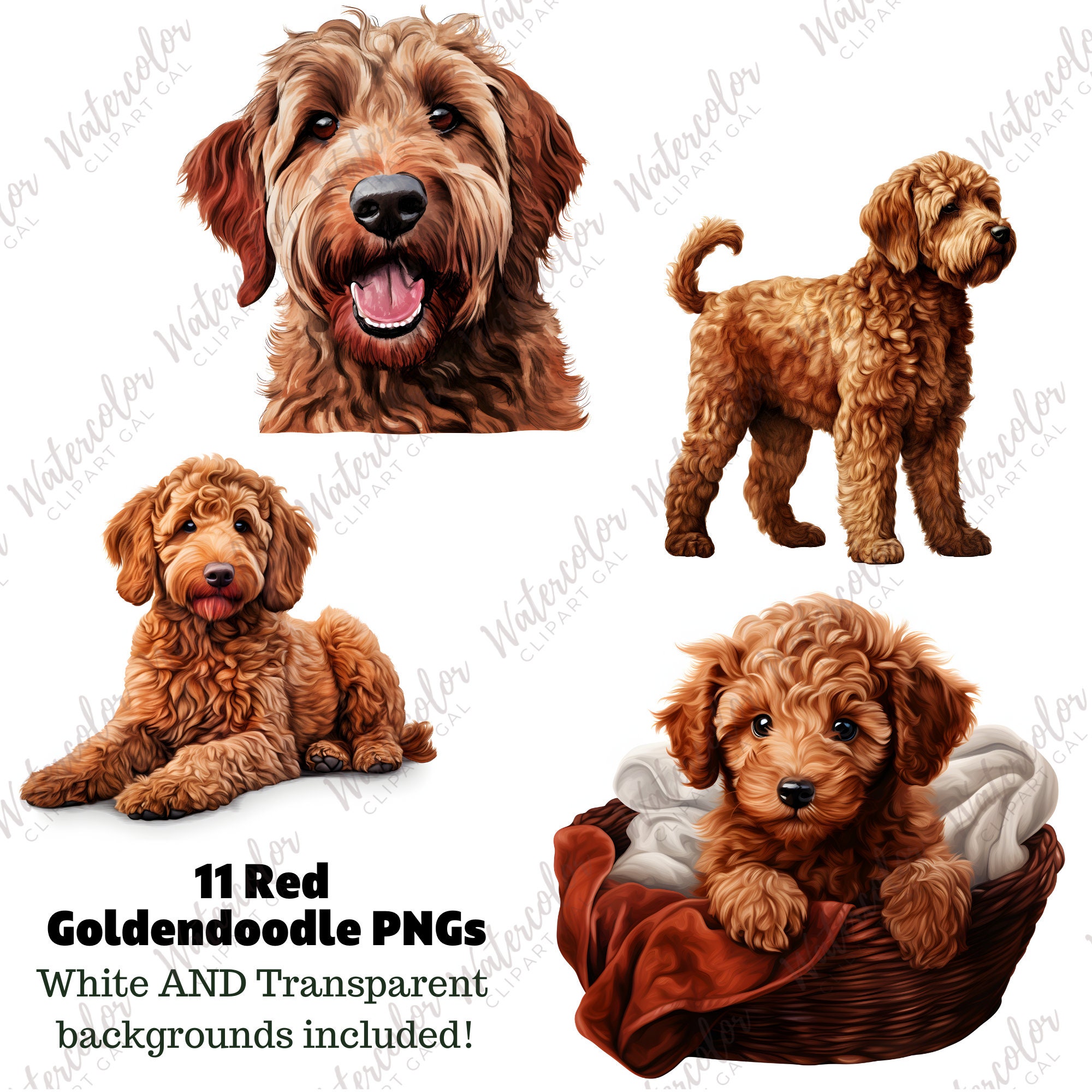 Red Goldendoodle PNG Clipart Watercolor Bundle Dog Portrait Golden ...