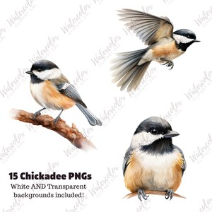 Chickadee Clipart Bundle | Chickadee PNG | Chickadee Watercolor Bird | Colorful Bird Art Print ...