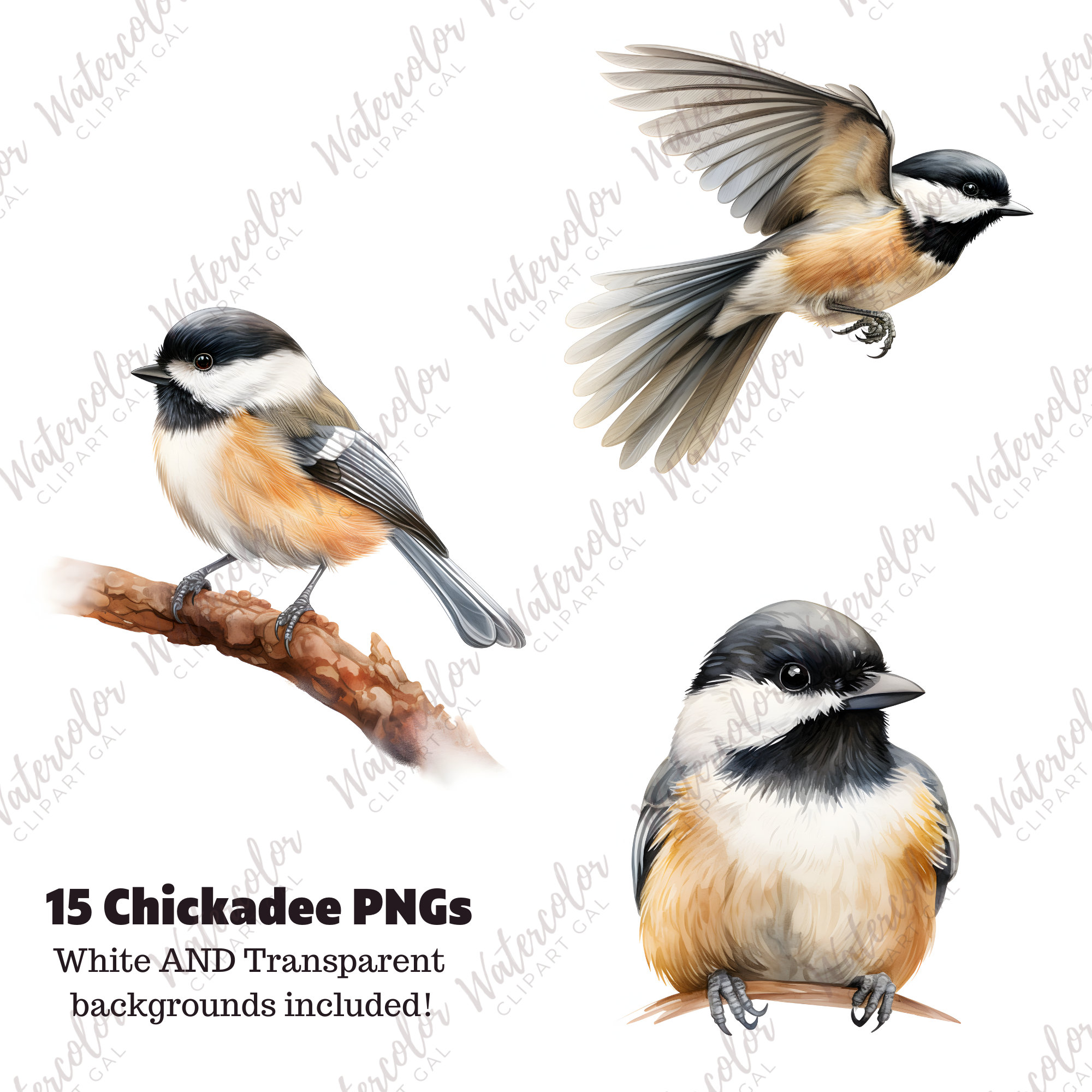 Chickadee Clipart Bundle Chickadee PNG Chickadee Watercolor Bird ...
