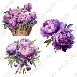 Purple Peony Clipart PNG Watercolor Bundle | Peonies PNG | Floral ...