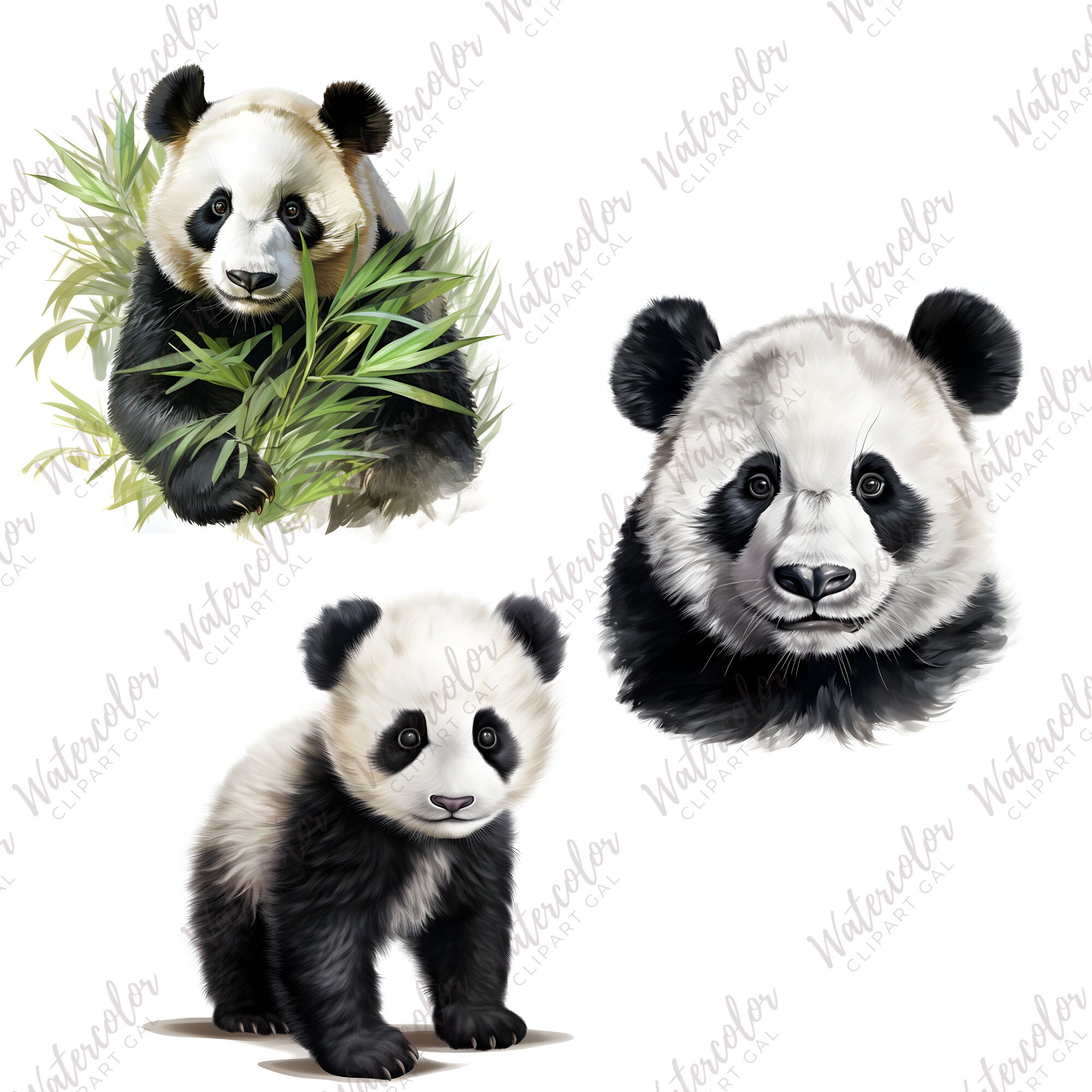 Cute Panda Clipart Watercolor Bundle Cute Panda PNG Cute - Etsy