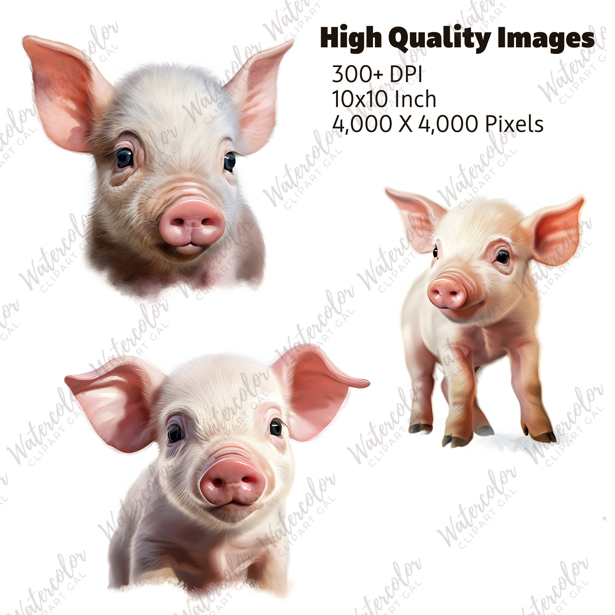 Baby Pig Clipart Watercolor Bundle Baby Pig PNG Baby Animals Clipart ...