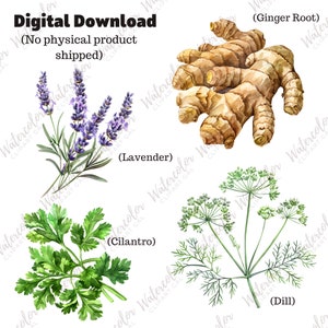 Herb Clipart Watercolor Bundle | Herbs and Spices PNG | Food Clipart ...
