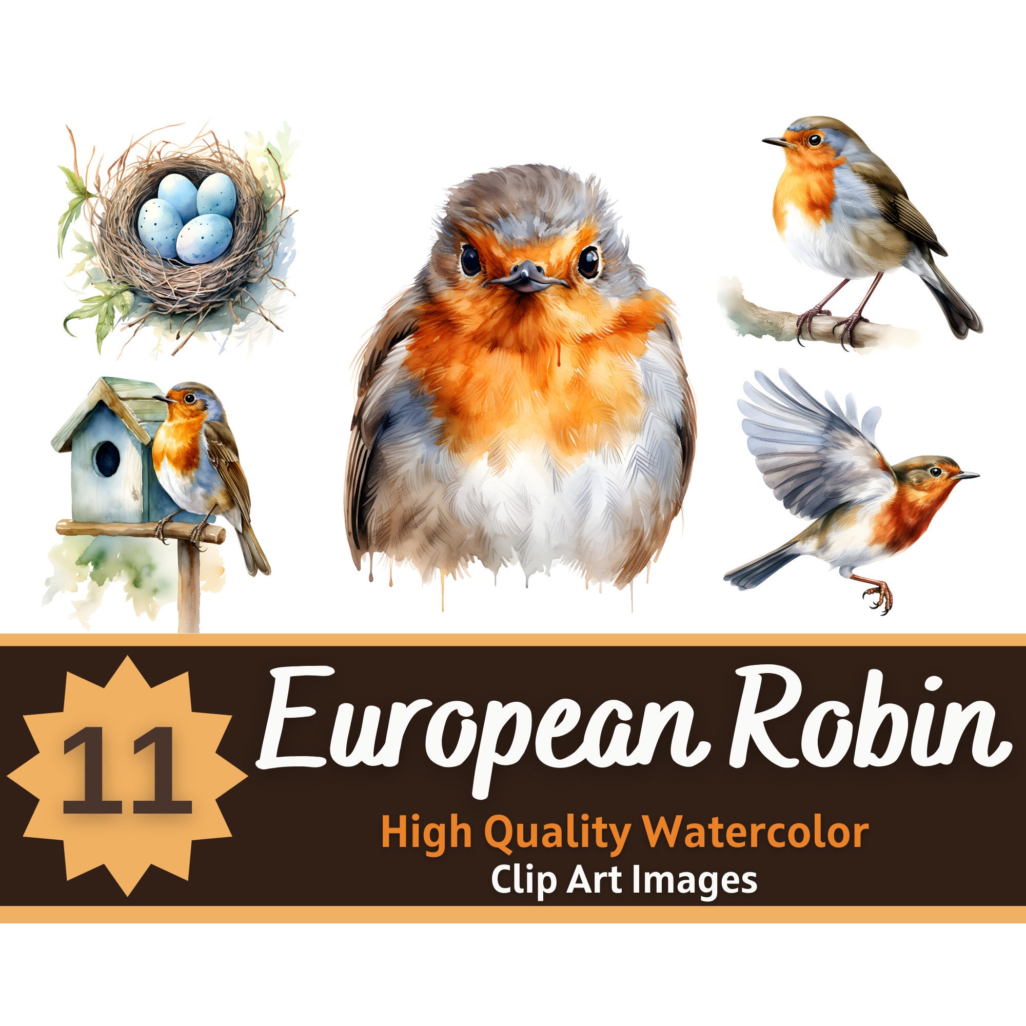 European Robin PNG Watercolor Bundle European Robin Clipart Beautiful Bird Art Junk Journal ...
