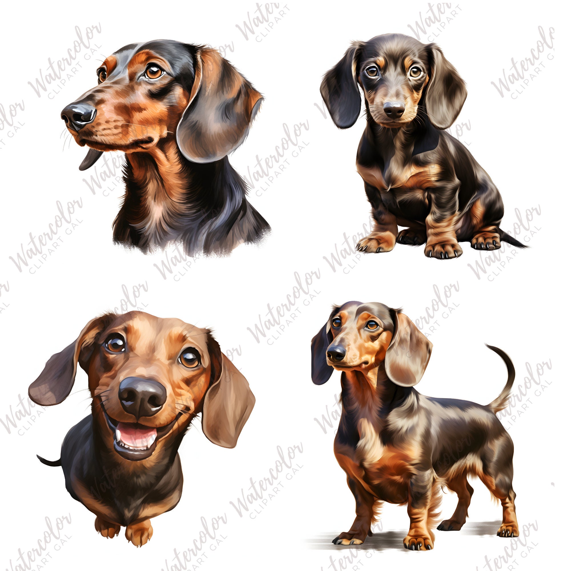 Dachshund Clipart Watercolor Bundle Dog Portrait Wiener Dog PNG Junk ...