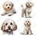 White Cockapoo Clipart Watercolor Bundle Dog Portrait Cockapoo PNG Junk ...