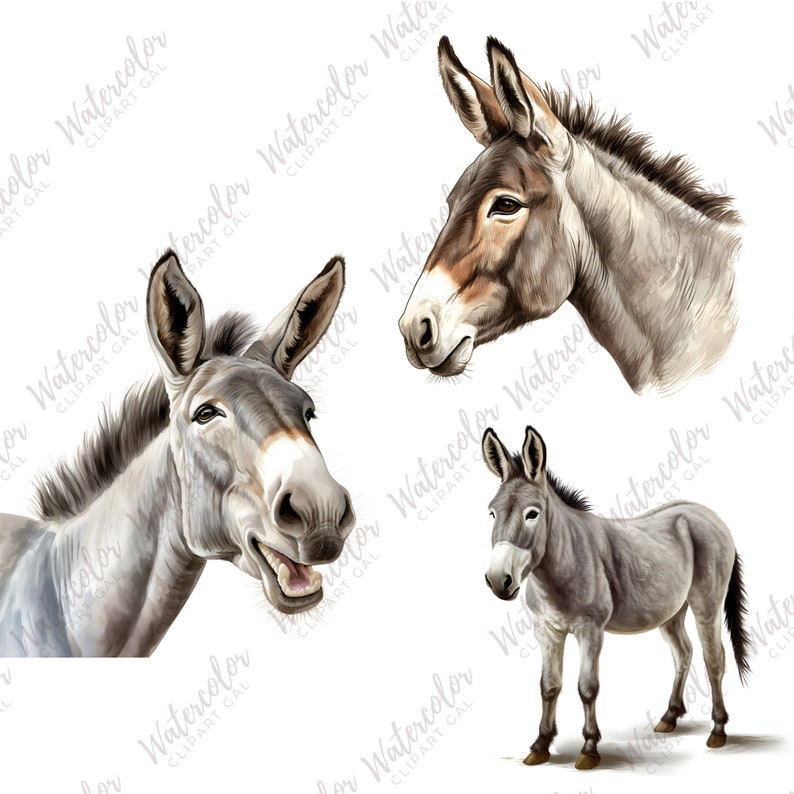 Donkey Clipart Watercolor Bundle Cute Animal Clipart Barnyard Birthday ...