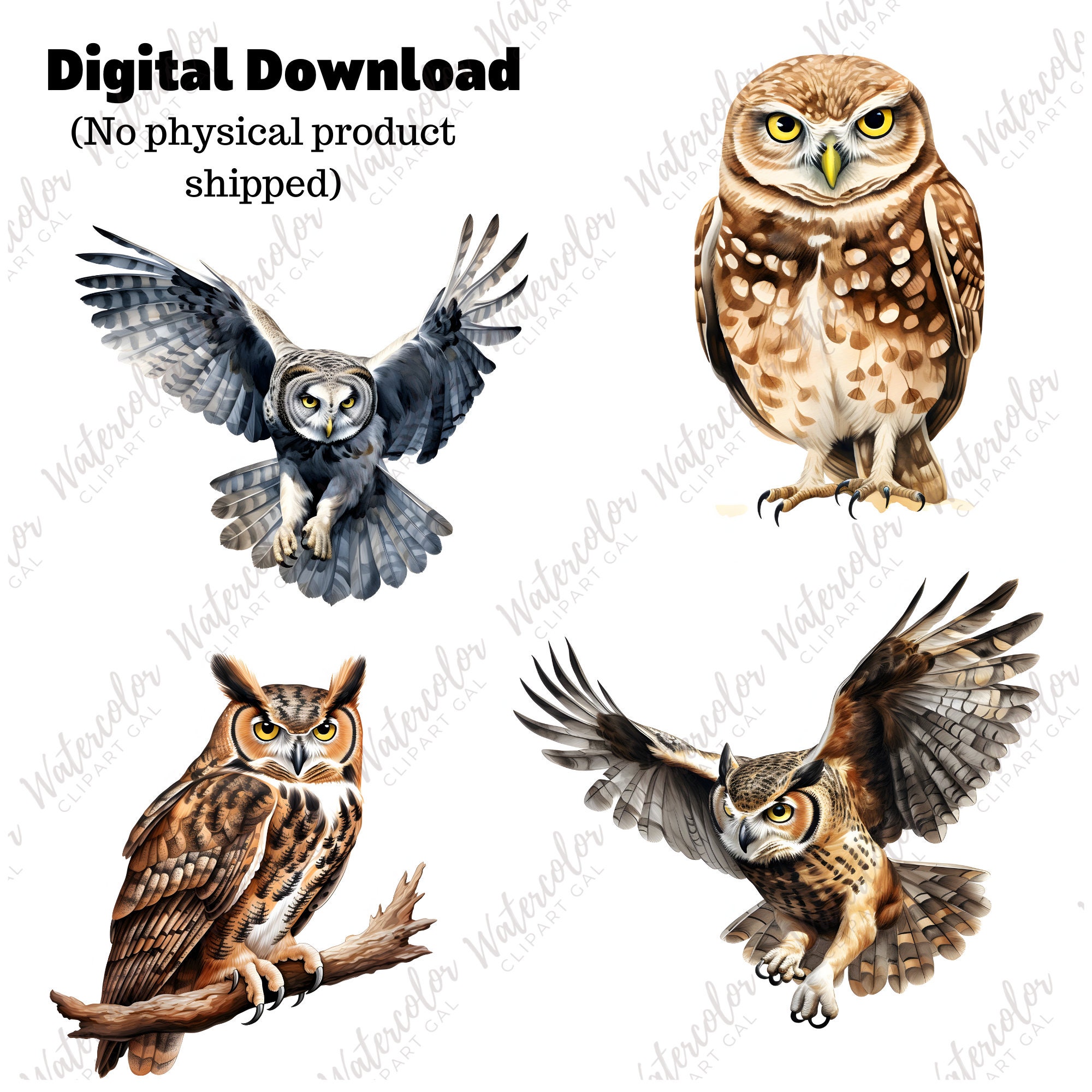 Owl Clipart PNG Watercolor Bundle | Woodland Owl Clipart | Birds of ...