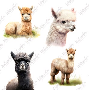 Alpaca Clipart PNG Watercolor Bundle | Cute Animal Clipart | Barnyard ...