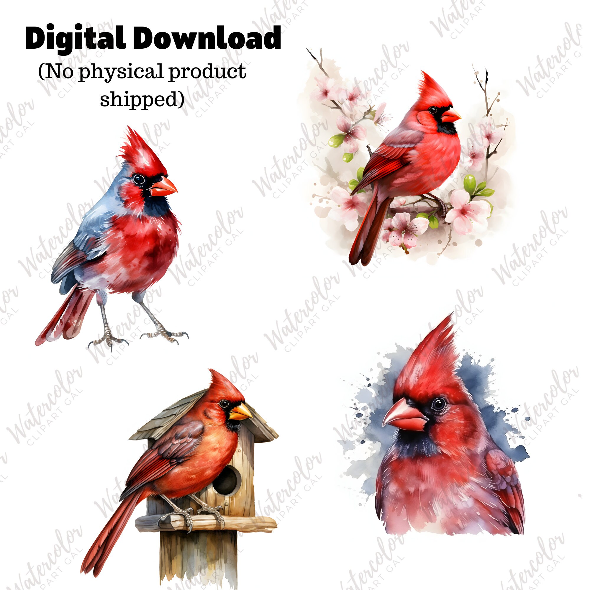 Red Cardinal Clipart PNG Bundle | Red Cardinal Bird Watercolor ...