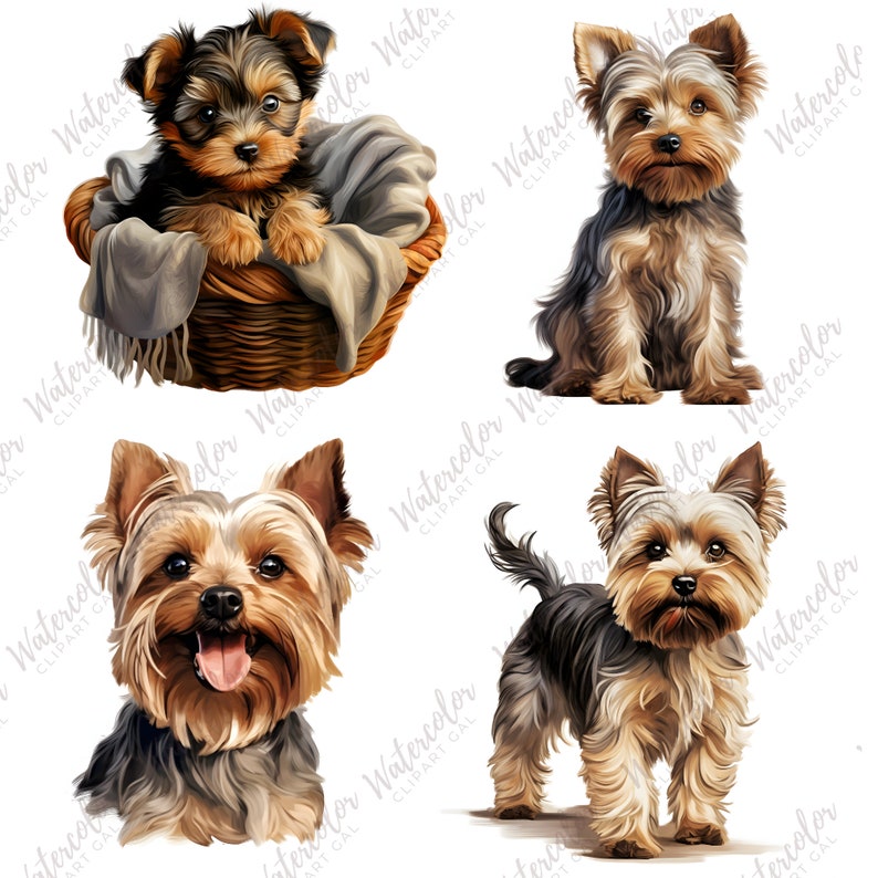 Yorkshire Terrier Clipart Watercolor Bundle Dog Portrait Yorkshire ...