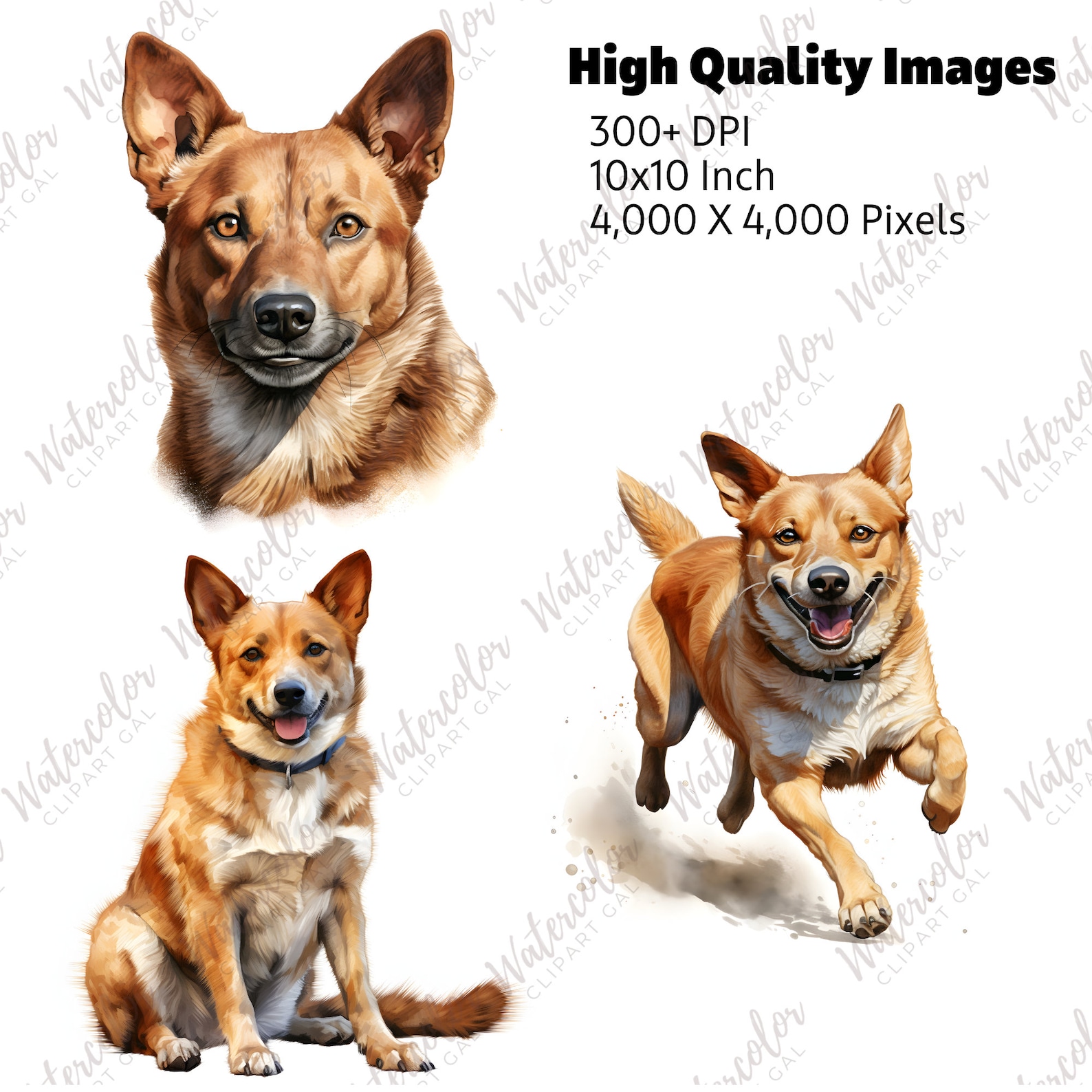 Red Heeler Clipart Watercolor Bundle Dog Portrait Red Heeler PNG Dog ...