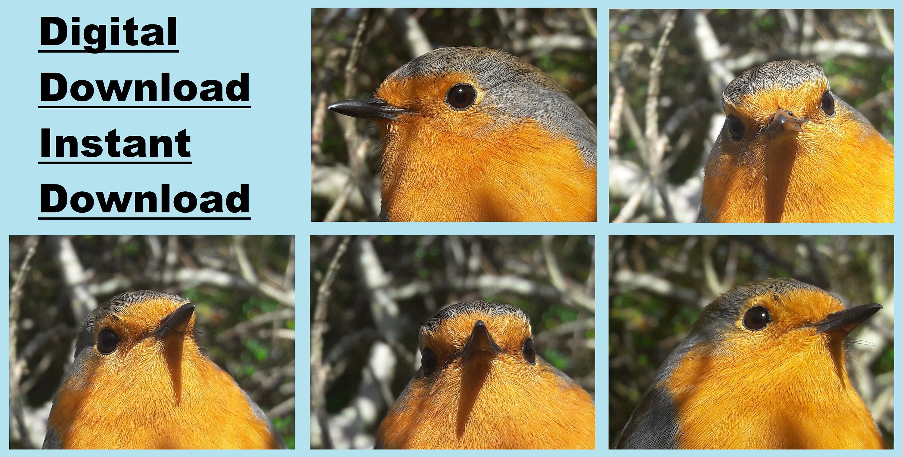 Robin Digital Download Pack of 5 Instant Download Photos Desktop ...