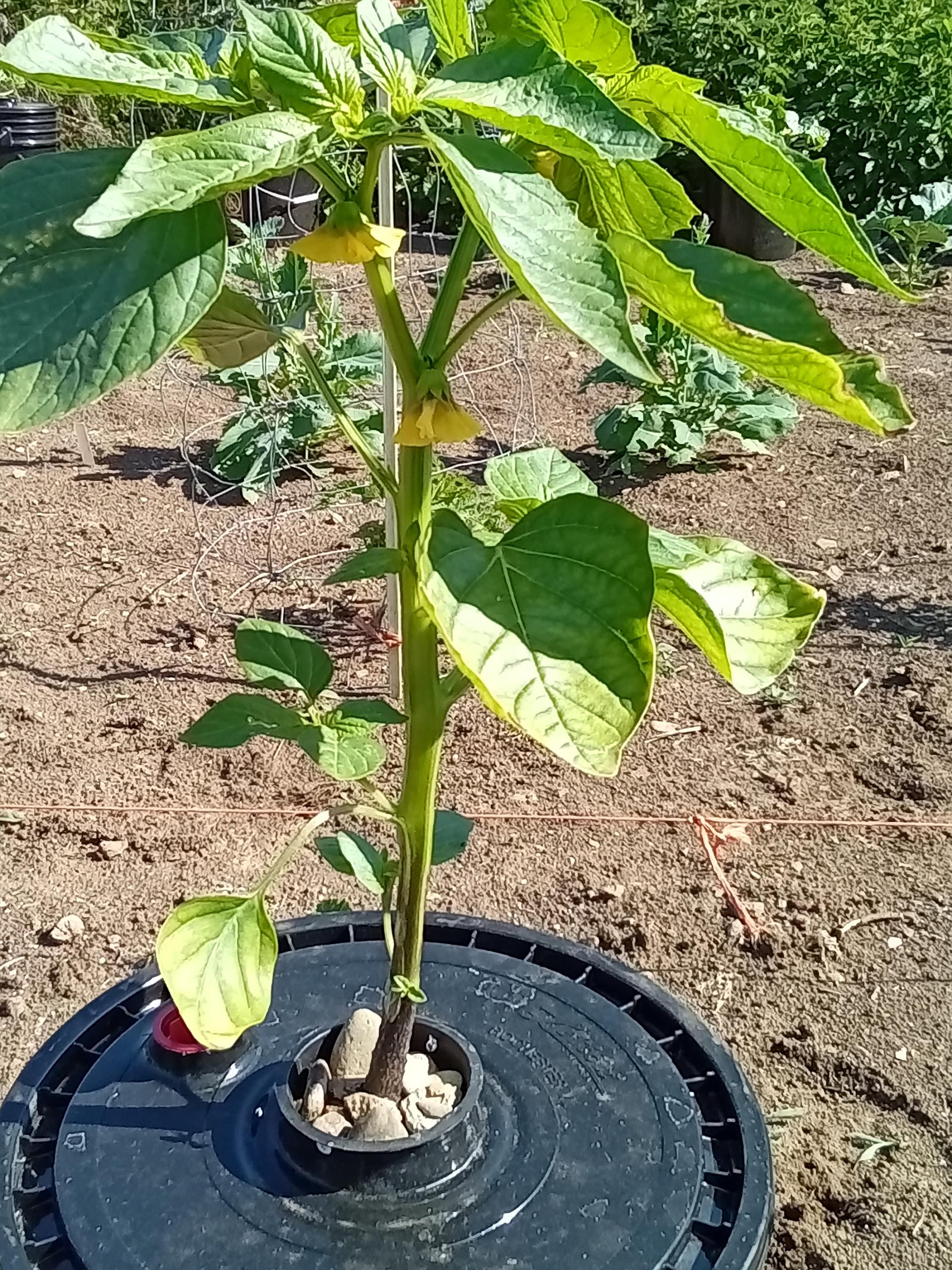 4 Hydroponics Bucket Lids, Kratky, Rain Resistant Design - Etsy