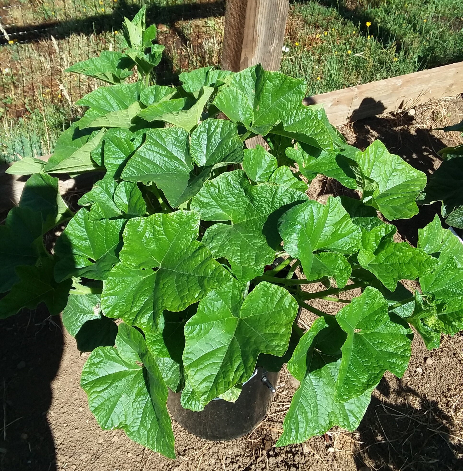 3 - 5 Gallon Hydroponic Buckets With Lids, Kratky, Rain Resistant ...