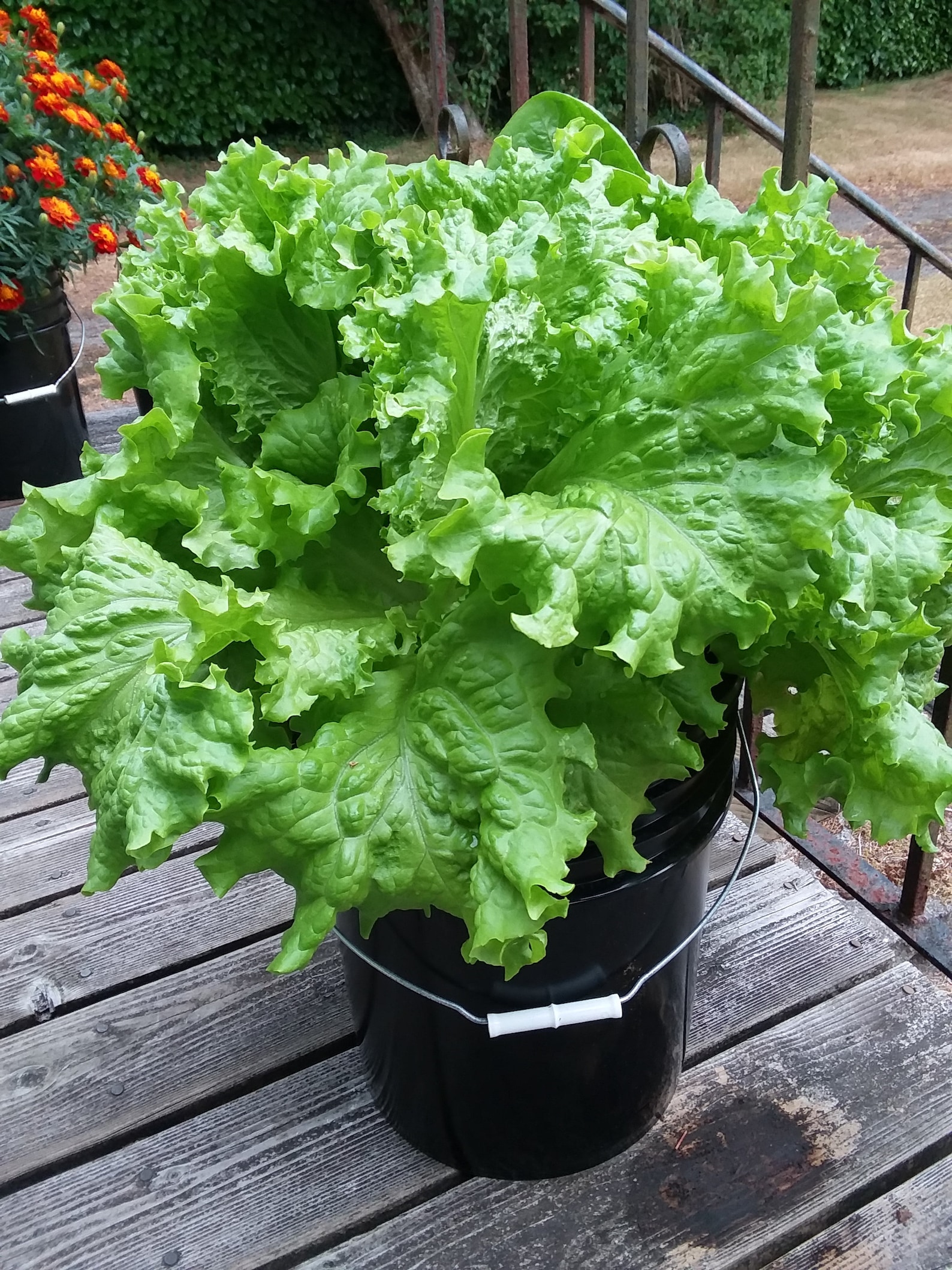 3 - 5 Gallon Hydroponic Buckets With Lids, Kratky, Rain Resistant ...