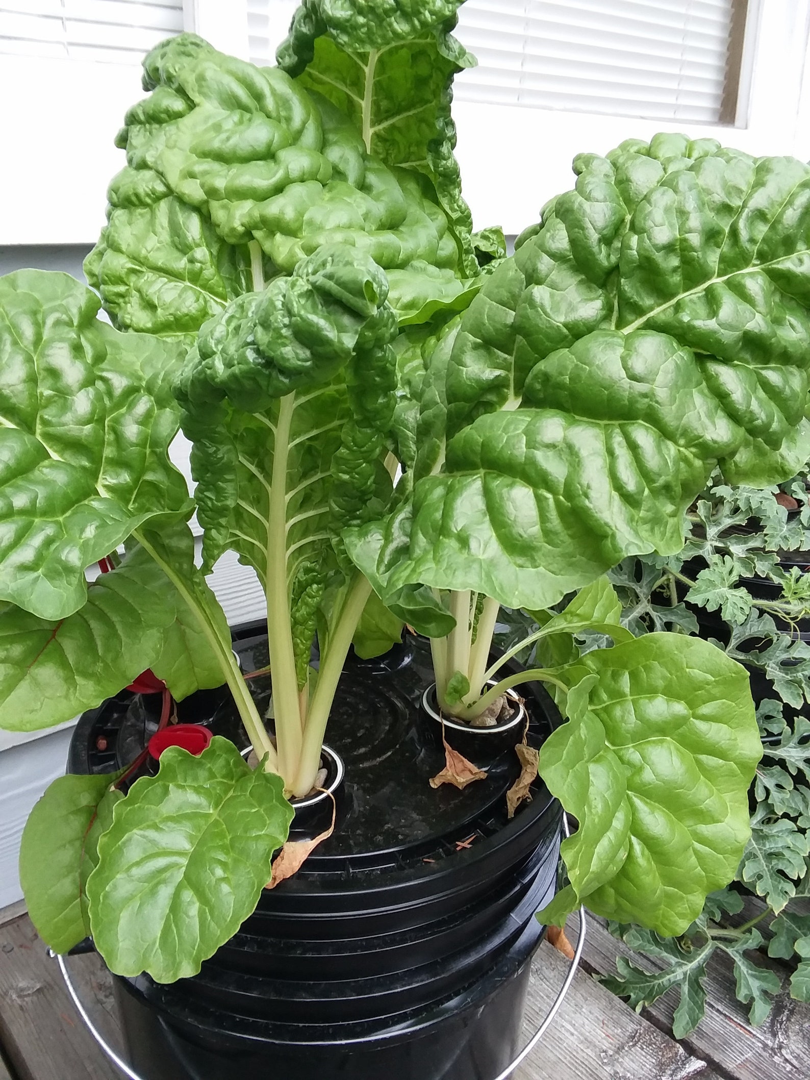 3 - 5 Gallon Hydroponic Buckets With Lids, Kratky, Rain Resistant ...