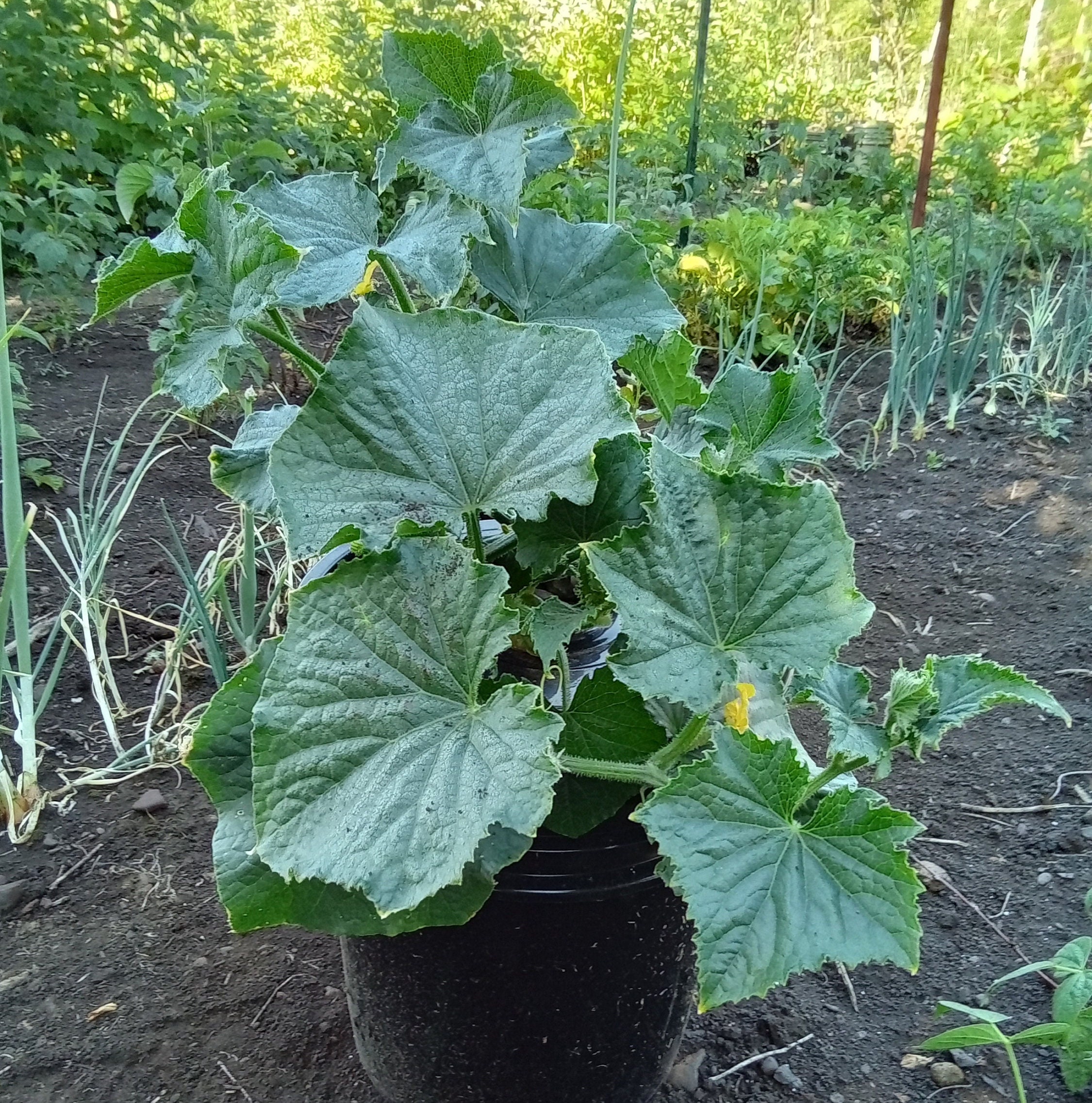 3 5 Gallon Hydroponic Buckets With Lids, Kratky, Rain Resistant Design ...