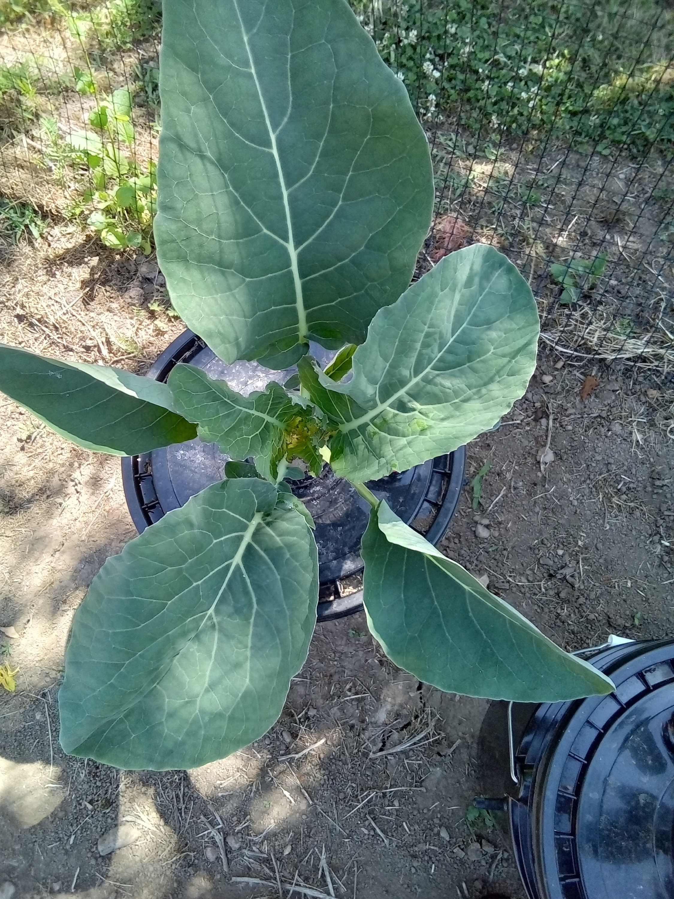 4 Hydroponics Bucket Lids, Kratky, Rain Resistant Design - Etsy